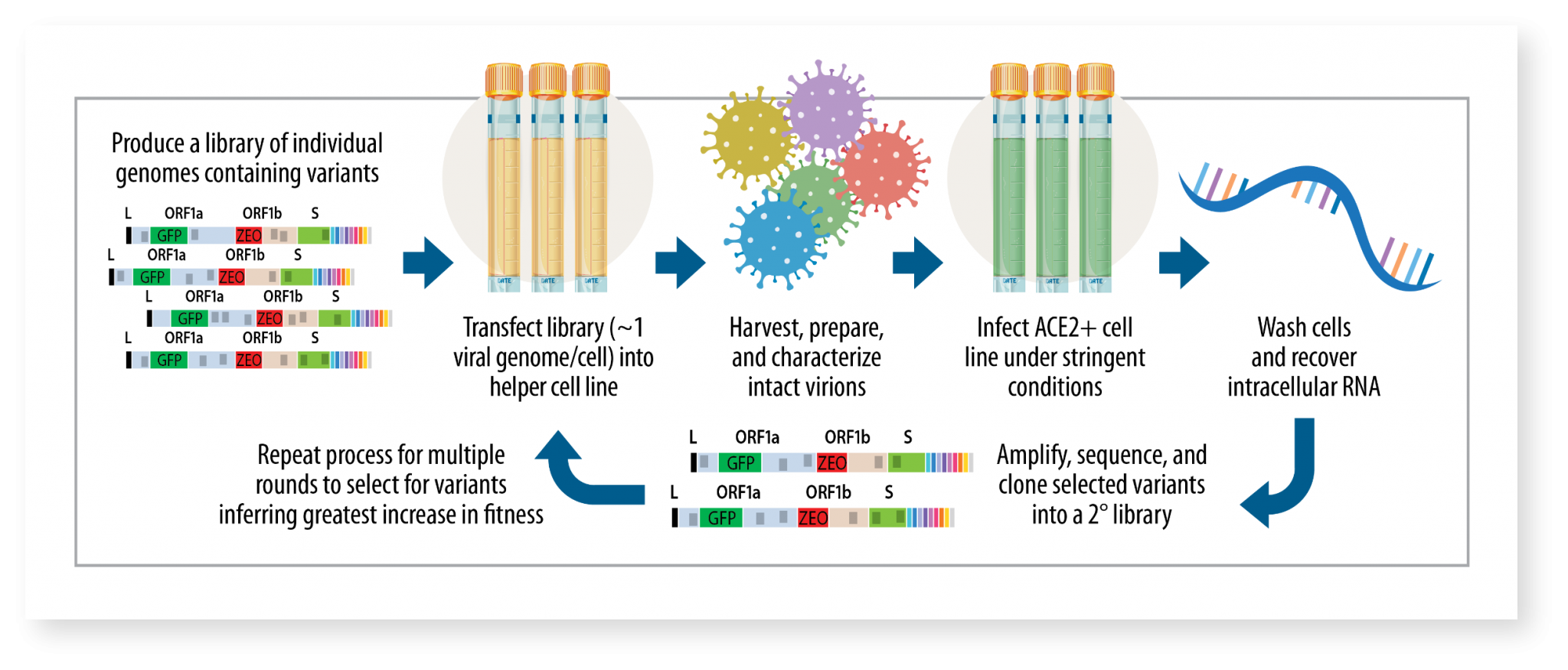 RAVEN (Rapid Attenuated Virus EvolutioN) Surveils and Estimates Risks ...