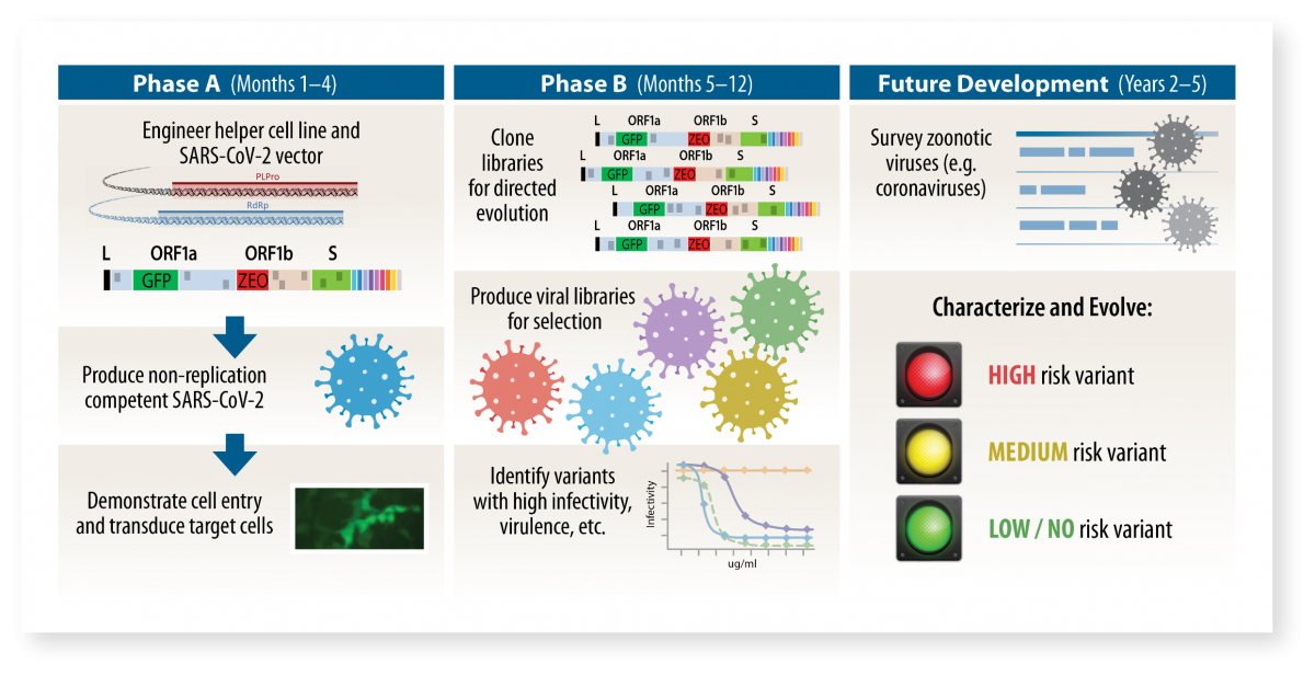RAVEN (Rapid Attenuated Virus EvolutioN) Surveils and Estimates Risks ...
