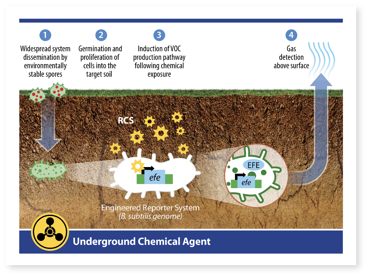 SpADe (Spore-Phage Amplified Detection) Leverages Phage Biology to ...