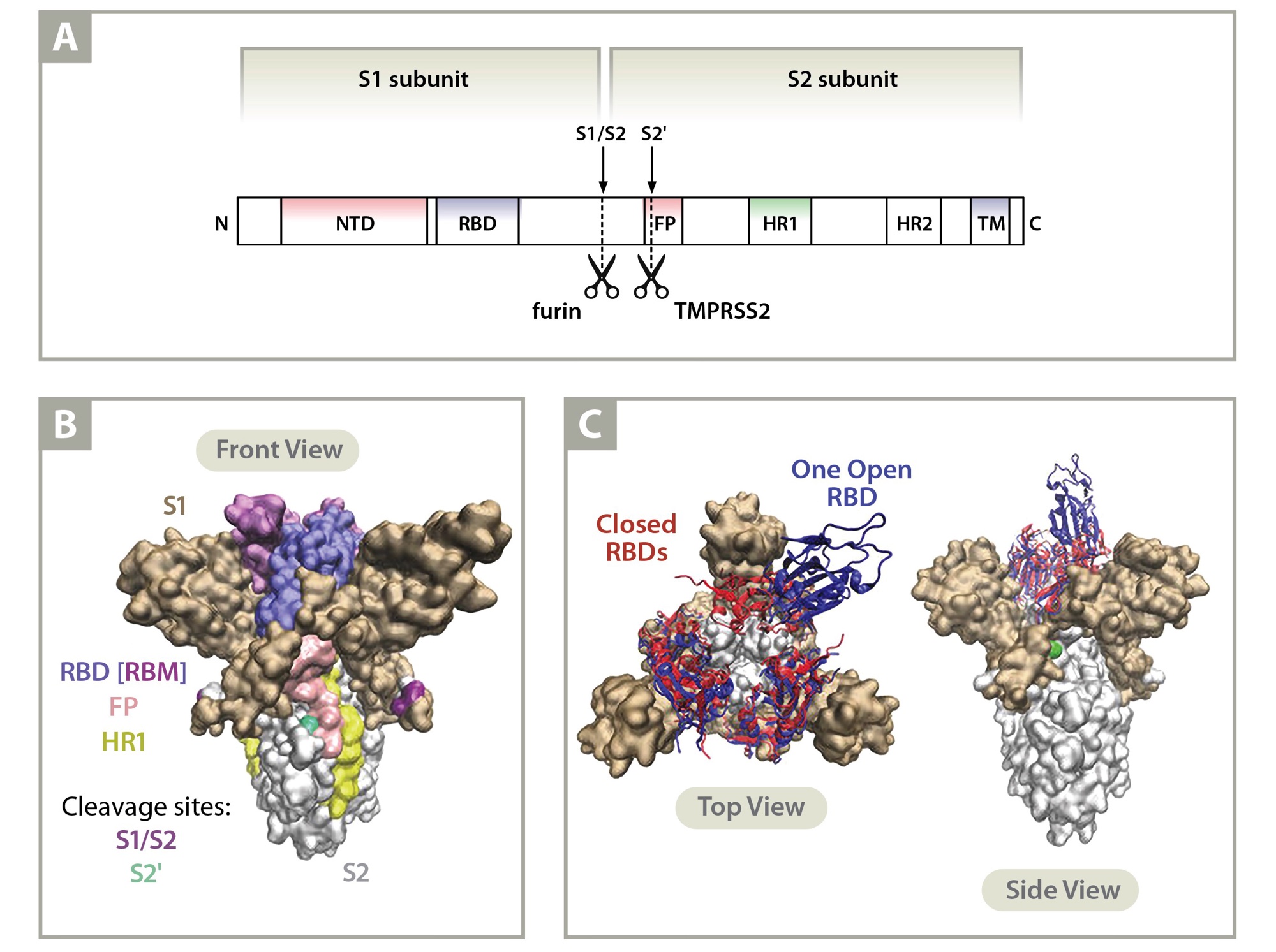 Implications of the Mutations in the Spike Protein of the Omicron ...